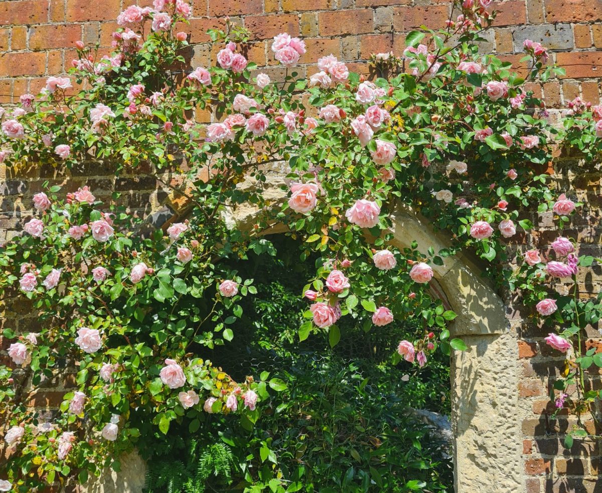 Discover Roses at Chawton House - Chawton House